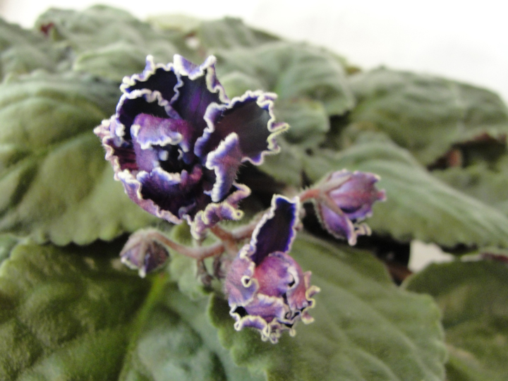 Fancy Bloomers, African Violets
