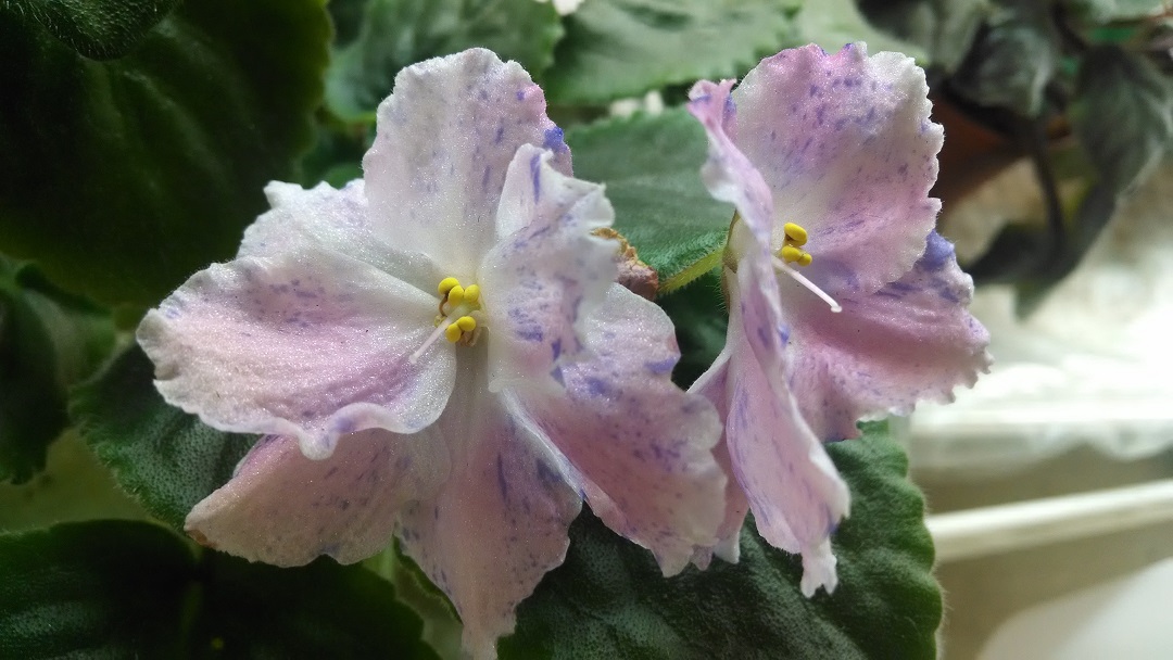 Fancy Bloomers, African Violets