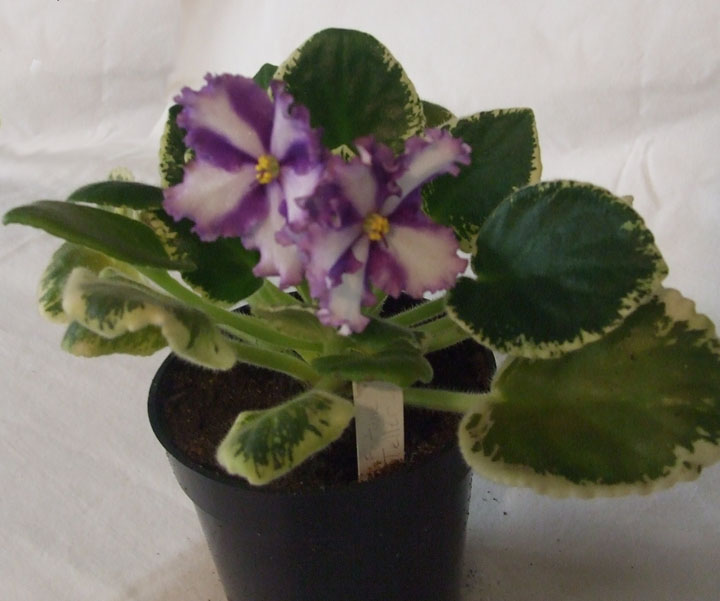 3 inch Pots : Fancy Bloomers, African Violets