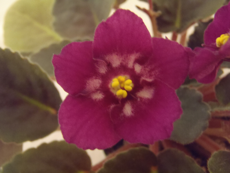 Standards : Fancy Bloomers, African Violets