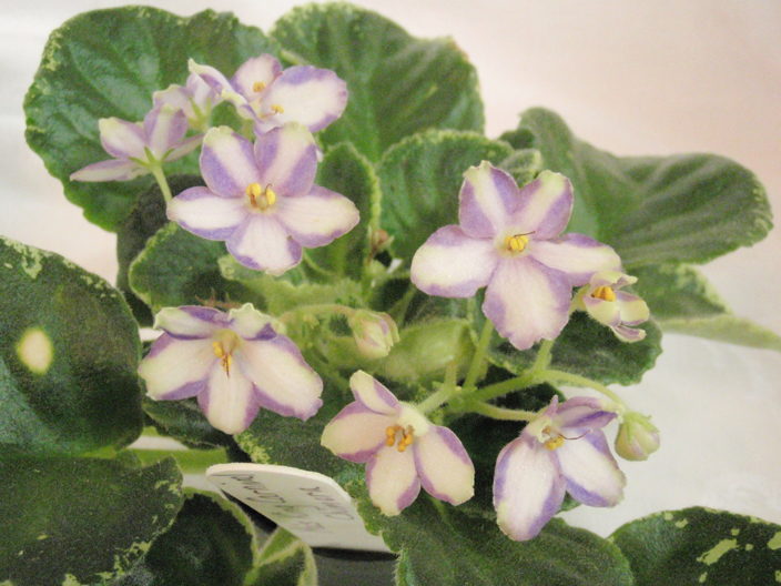 Standards : Fancy Bloomers, African Violets