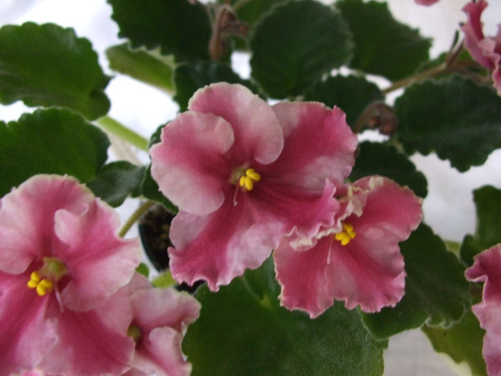 3 inch Pots : Fancy Bloomers, African Violets