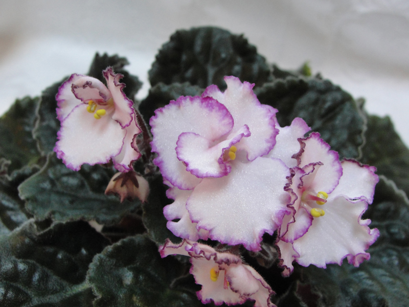Leaves : Fancy Bloomers, African Violets