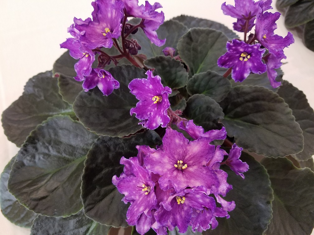 Stargate - Leaf 2 pack - $3.75 : Fancy Bloomers, African Violets